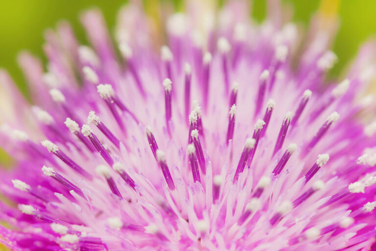 BRUSTURE EXTRACT - 60 capsule - DVR Pharm 🌸