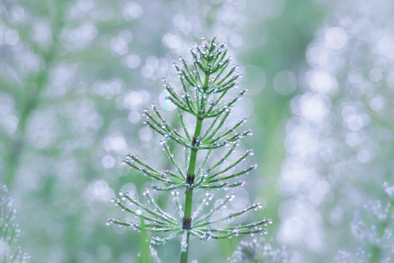 COADA-CALULUI EXTRACT - 60 capsule - DVR Pharm 🌱